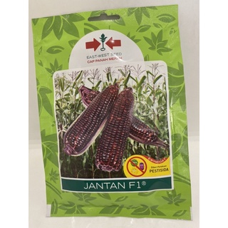 Jual Benih Jagung ungu JANTAN F1 200 butir (Kemasan kecil) jagung ketan ...