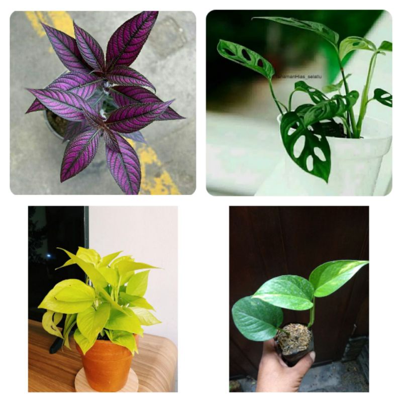 Jual ( BUNGA HIDUP ) PAKET 4 TANAMAN HIAS CANTIKMONSTERA JANDA BOLONG ...