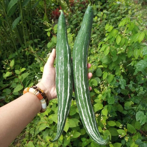 Jual Buah Pare Welut / Belut Segar Fresh Organik Tanpa Pestisida dan ...