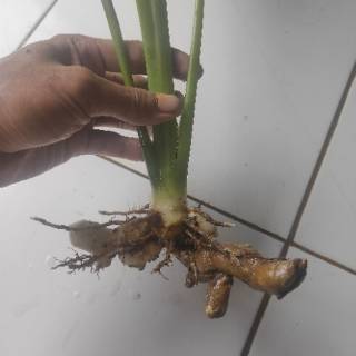 Jual Tanaman herbal temu tis - bibit pohon temu tis - temu tis ...