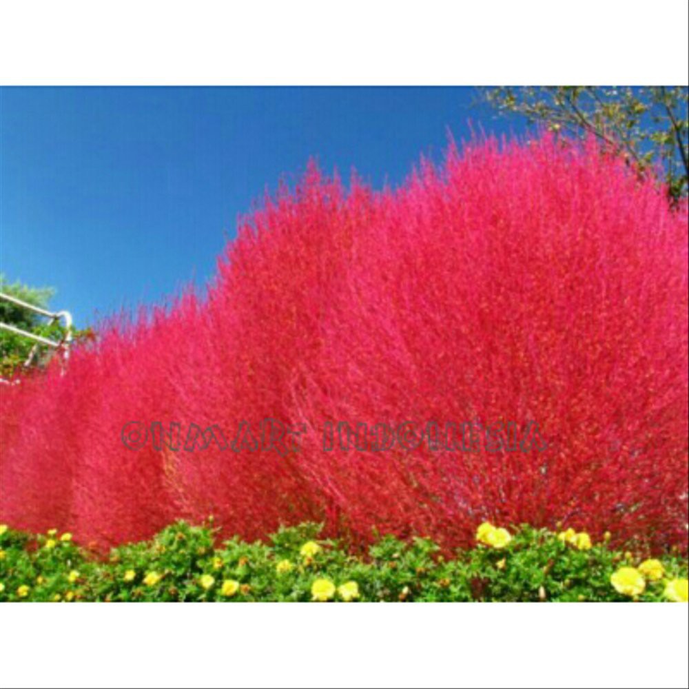 Jual 50 benih biji pink kochia scoparia rumput jepang Indonesia|Shopee ...