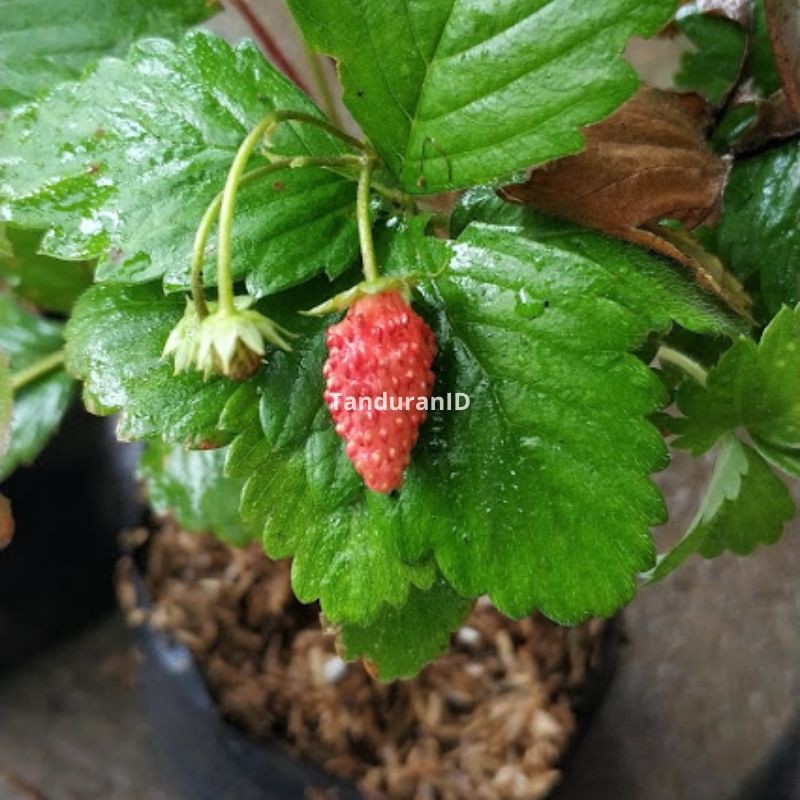 21+ Gambar Tanaman Stroberi Populer - Informasi Seputar Tanaman Hias