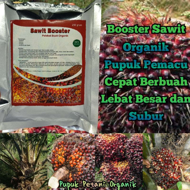 Jual Pupuk Pelebat Sawit Perangsang dan Booster Sawit Agar Cepat Berbuah Lebat Pupuk Pohon Sawit ...