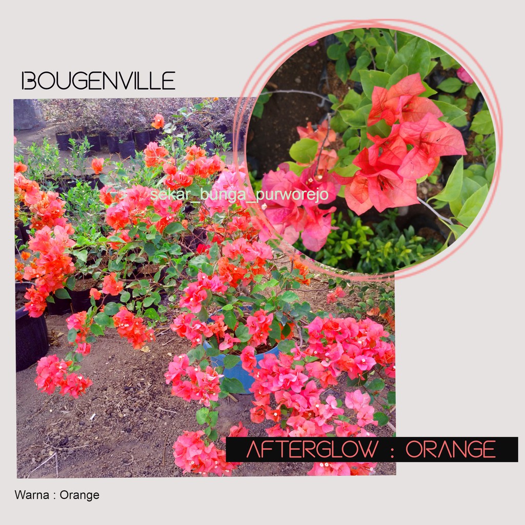 Jual Tanaman Hias Bougenville Ukuran Remaja Bougainvillea Siap Tanam