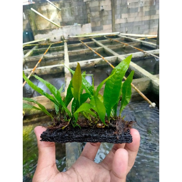 Jual tanaman aquascape kadaka java fern media pakis lempeng | Shopee ...