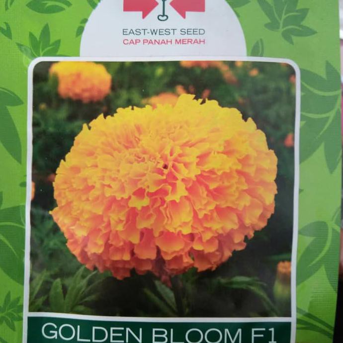 Catat! 24+ Tanaman Bunga Gumitir yang Wajib Disimak! - Informasi ...