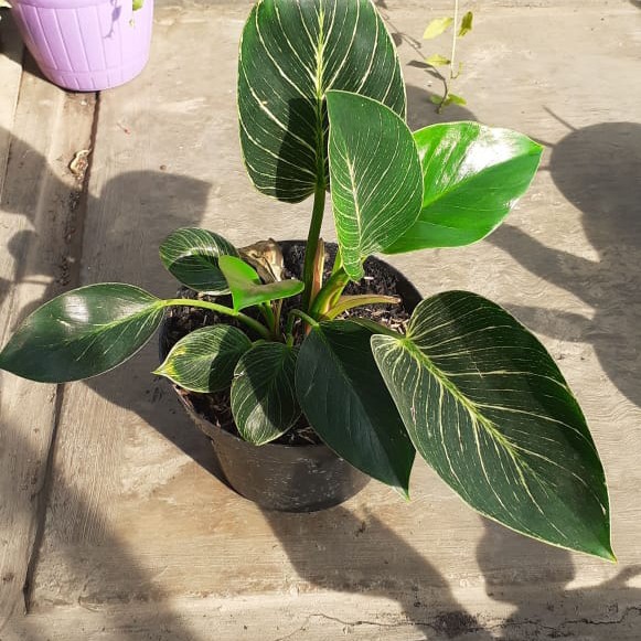 Jual PHILO BIRKIN | Shopee Indonesia