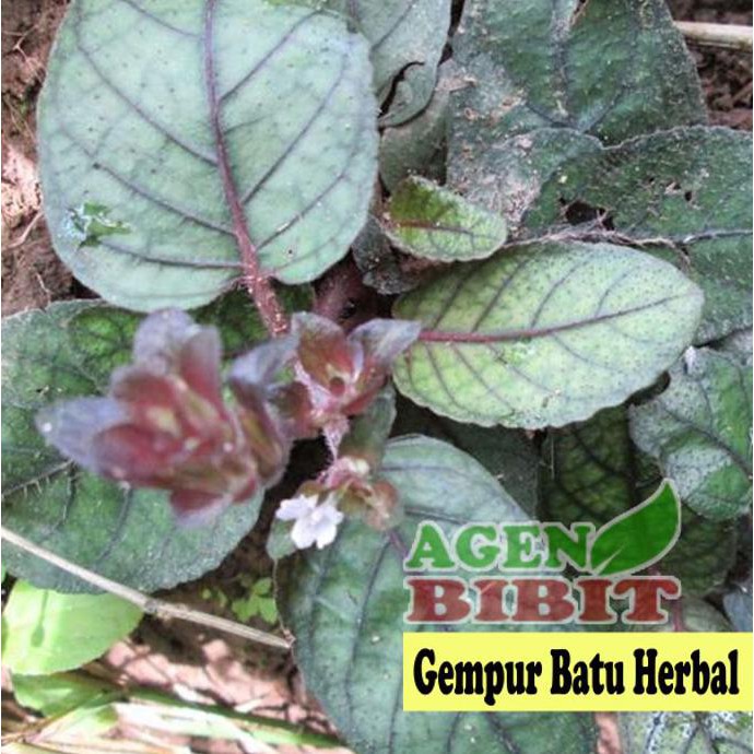 Jual $Diskon!! Bibit Tanaman Gempur Batu - Pohon Daun Gempur Batu Obat ...