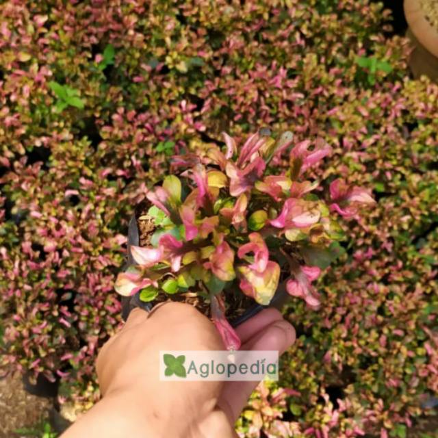 Jual Krokot Merah (Tanaman Hias) | Shopee Indonesia