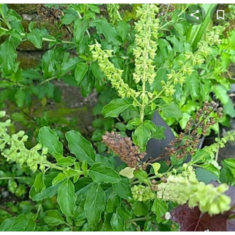 Jual Biji tanaman Ruku-ruku | Shopee Indonesia