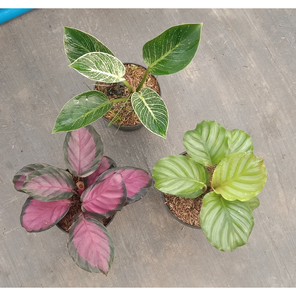 Jual Paket Bunga Calatea Crimson, Orbi, dan Pillow Birkin | Shopee ...