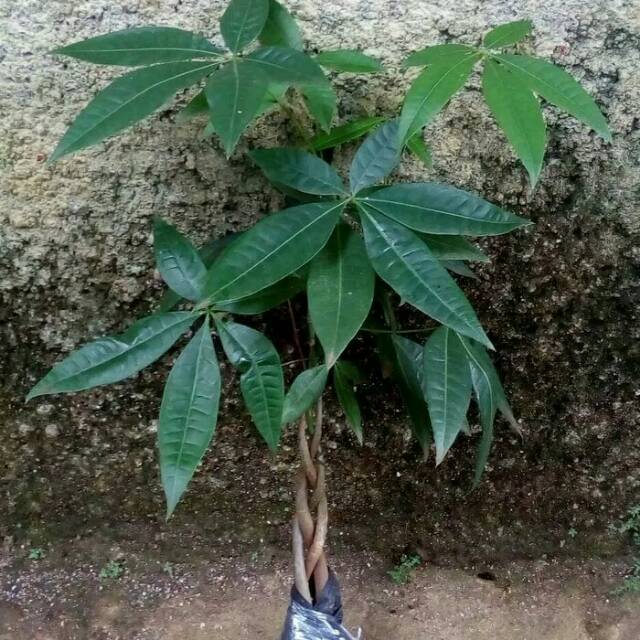 Jual Tanaman hias pacira kepang 3 pachira money tree tanaman uang pohon ...