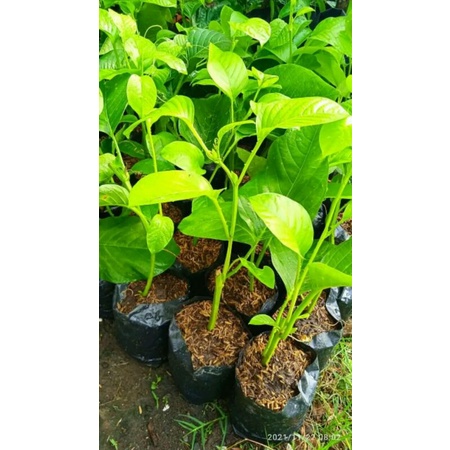 Jual bibit pohon buah markisa jumbo/Erbis tanaman buah rambat super murah | Shopee Indonesia