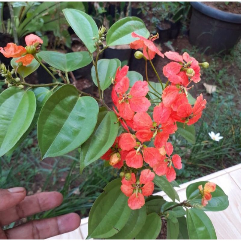 Jual BIBIT TANAMAN BUNGA RAMBAT BOHEMIA RAMBAT/RED TRAILING BAUHINIA ...