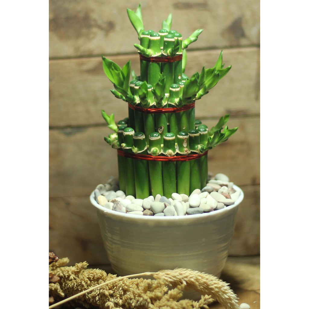 Jual PAKET BAMBU CINA POHON HIASAN BAMBOO CHINA HIASAN RUMAH KAMAR ...