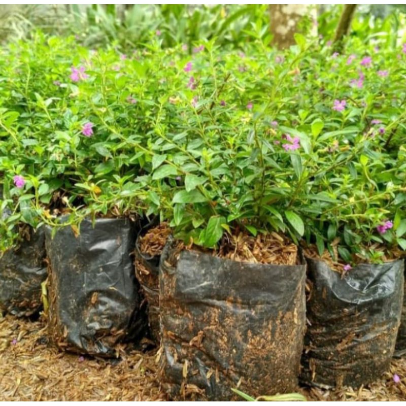 Jual tanaman Taiwan/pohon bunga taiwan | Shopee Indonesia