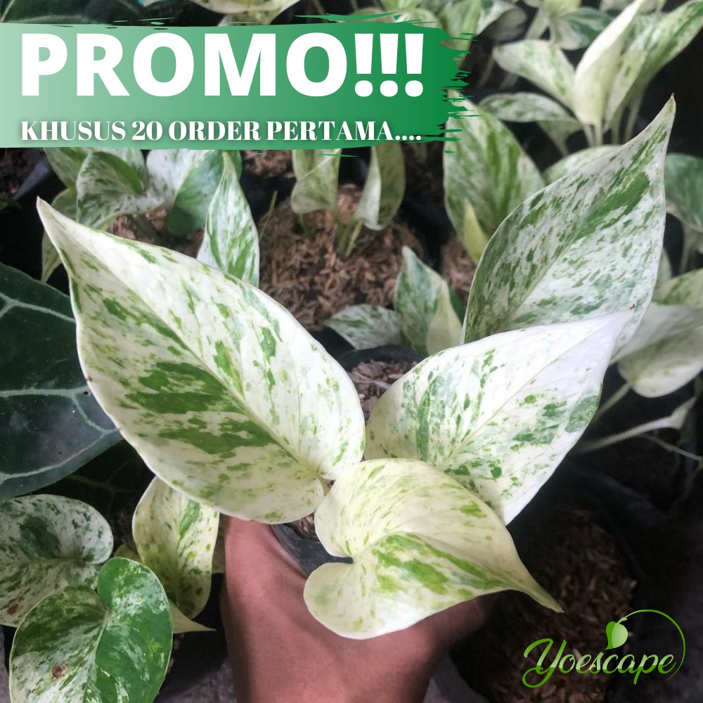 Jual [BISA COD] SIRIH GADING MARBLE QUEEN VARIGATA - MARBEL PUTIH ...