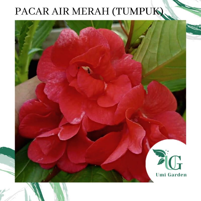 Jual 5 Biji Benih Bunga Pacar Air Merah Tumpuk Impatiens Balsamina ...