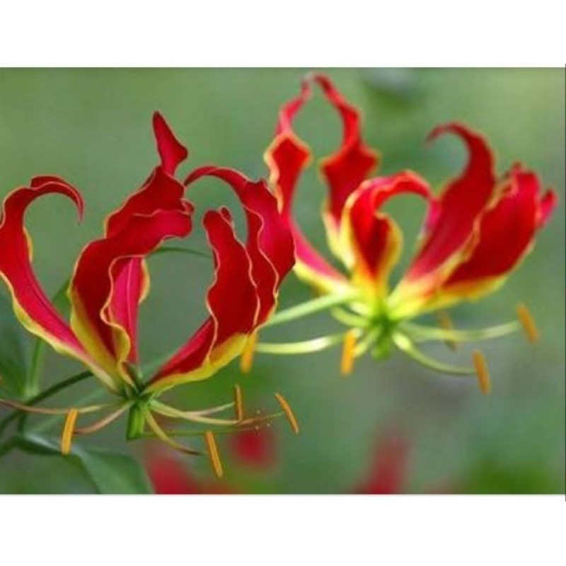 Jual umbi bunga sungsang / gloriosa superba | Shopee Indonesia