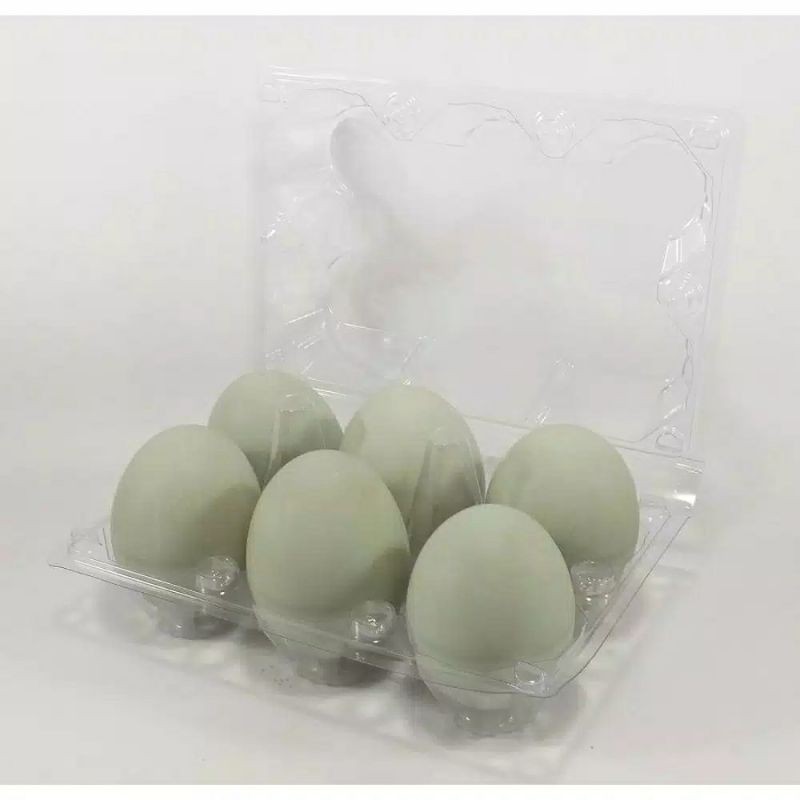 Jual 50 mika telur 6 butir dengan pengunci egg tray 10 butir Indonesia ...