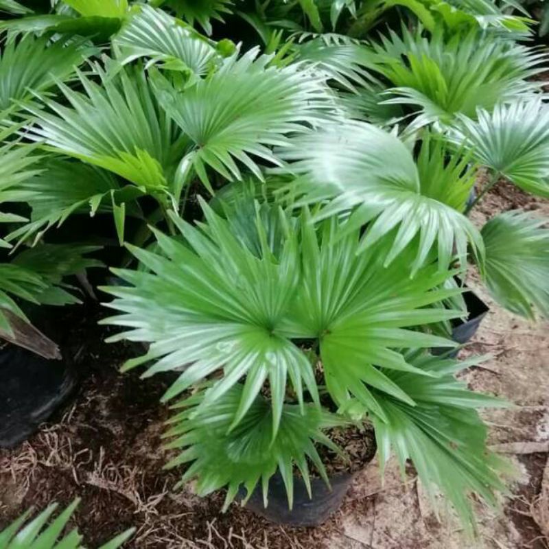 Jual TANAMAN HIAS POHON PALEM KOL/PALEM KIPAS | Shopee Indonesia