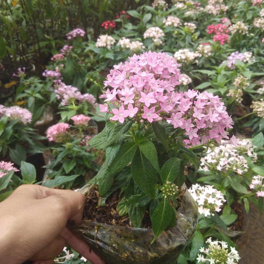 Jual bunga pentas lanceolata ungu tanaman hias | Shopee Indonesia Jual bunga pentas lanceolata ungu tanaman hias | Shopee Indonesia
