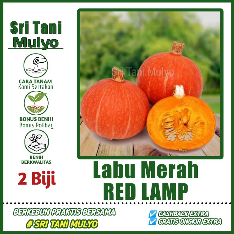 Jual 2 Biji - Benih Labu Merah RED LAMP F1 - Bibit Tanaman Buah Buahan ...