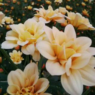 Jual Bibit bunga krisan kuning, ungu, merah, putih, fiji Mix Indonesia ...