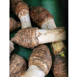 Jual BENTOL SEGAR FRESH BENTUL TALAS KELADI BENTOEL UBI UMBI TALES ...