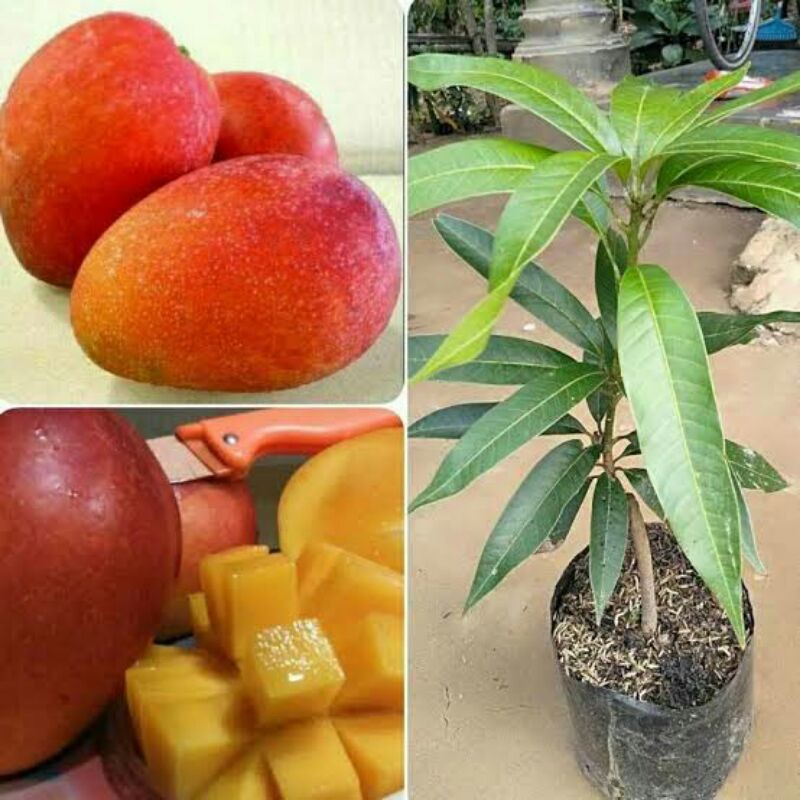 Jual Bibit Mangga yuwen mangga merah okulasi | Shopee Indonesia Jual Bibit Mangga yuwen mangga merah okulasi | Shopee Indonesia