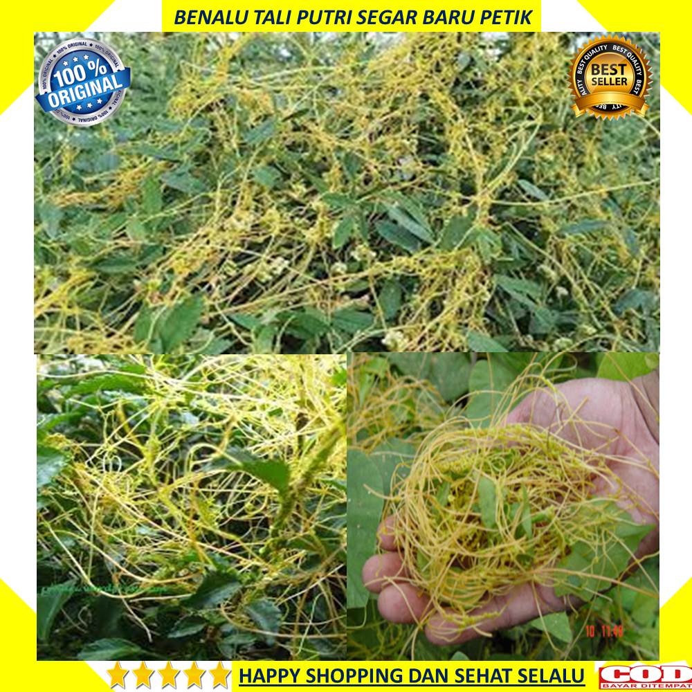 Jual Benalu Tali Putri 20 Gram Segar Baru Petik Daun Sangga Langit ...