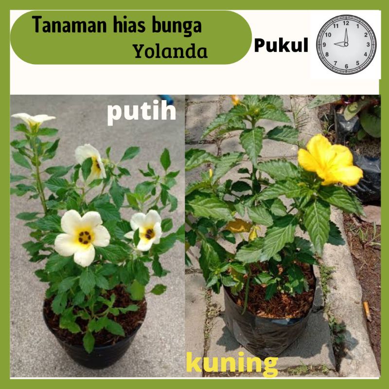 Jual Tanaman hias yolanda - bunga yolanda - bunga pukul sembilan - 2 ...