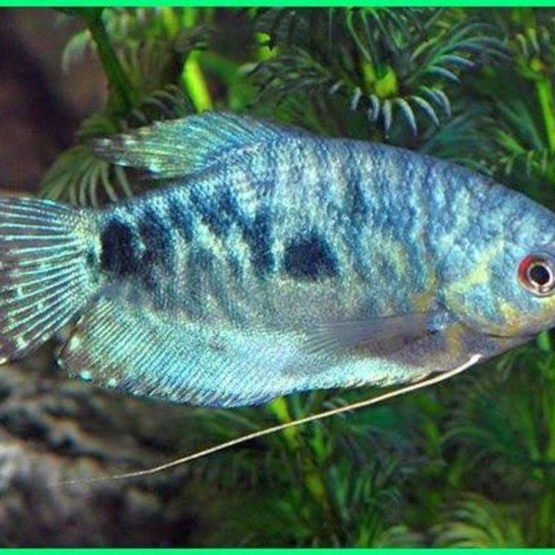 Jual ikan hias gurame mini hijau / gourame green mini aquascape air ...