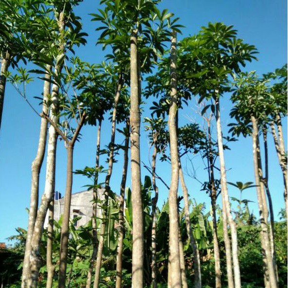 Jual Pohon pulai/pule batang tunggal Indonesia|Shopee Indonesia