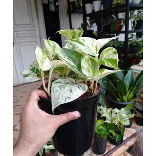 Jual tanaman hias epiperum marble queen variegata/Srigading marble ...