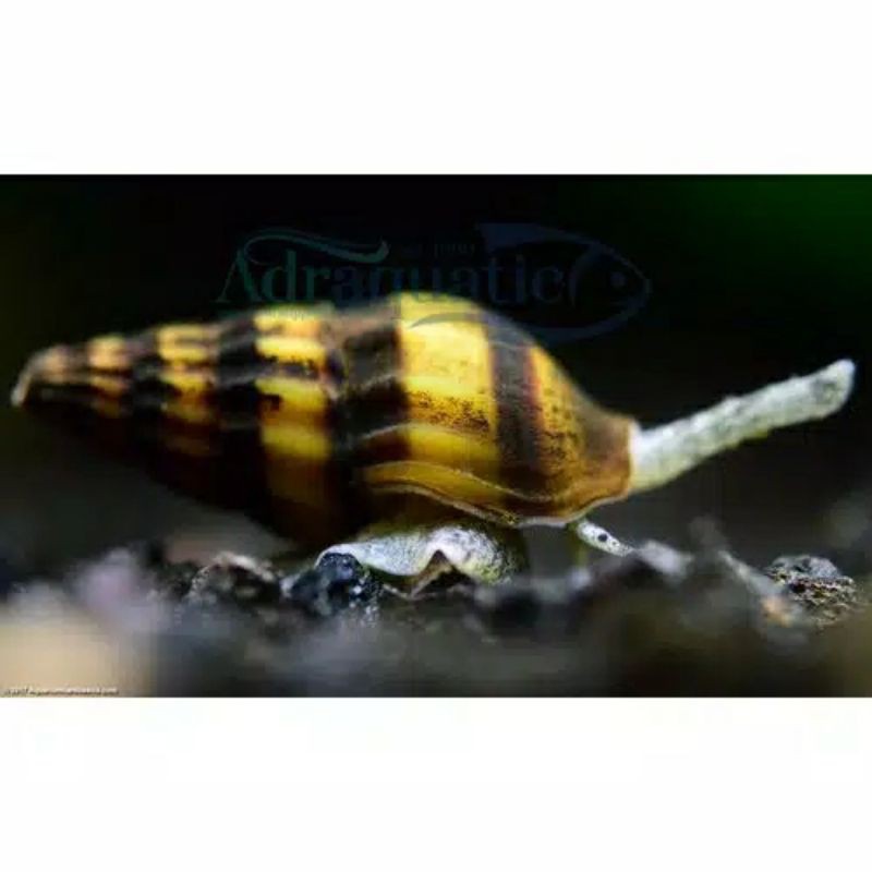 Jual KEONG ASSASSIN SNAIL PEMBASMI KEONG HAMA AQUASCAPE CLEA HELENA ...