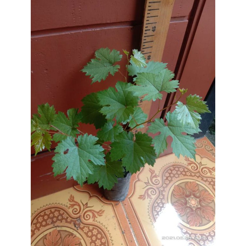 Jual Anggur Gosv - Aksesoris Anggur Kualitas Terbaik | Shopee Indonesia