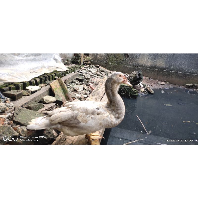 Harga Entok Rambon Silver Terbaru Nov 2024 |BigGo Indonesia