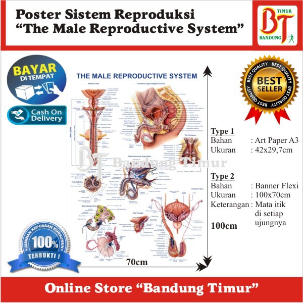 POSTER SISTEM REPRODUKSI THE MALE REPRODUCTIVE SYSTEM | Shopee Indonesia