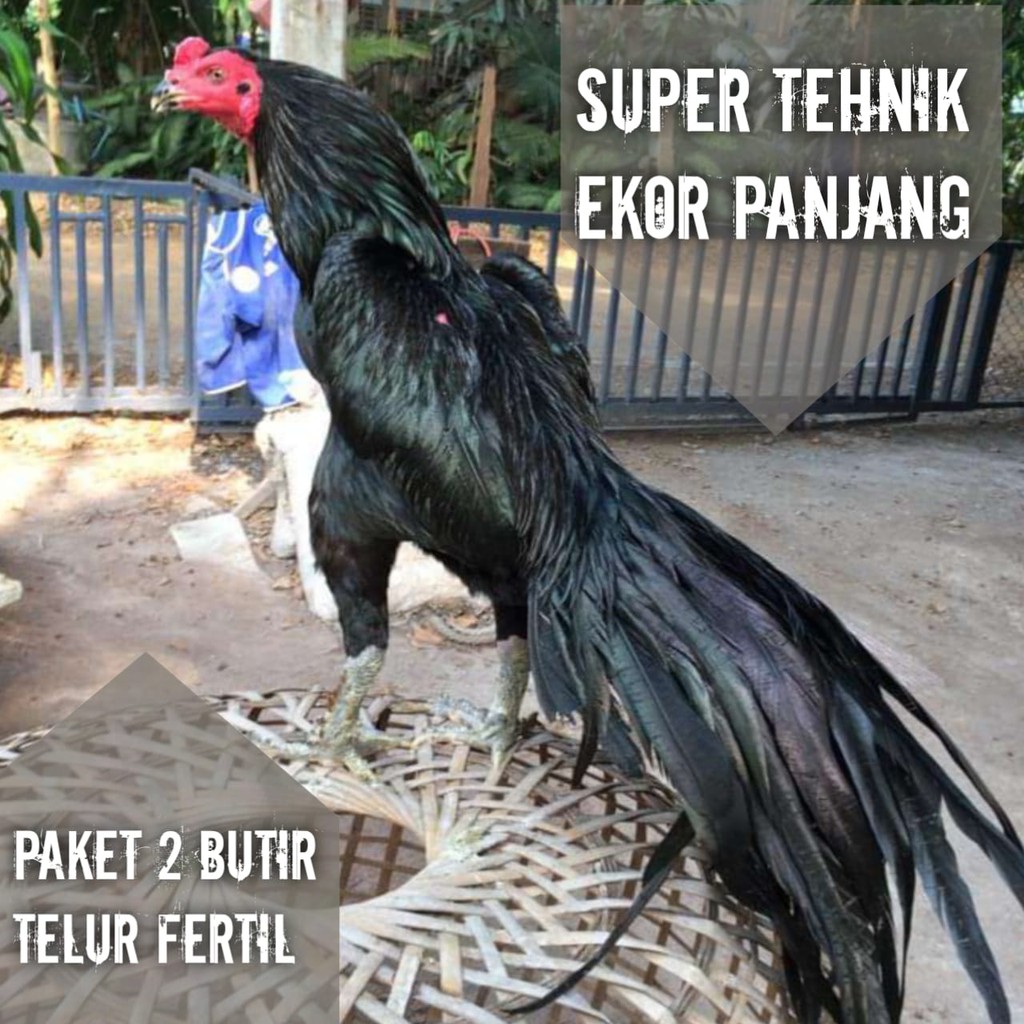 Harga Ayam Terbaru November 2021 | BigGo Indonesia