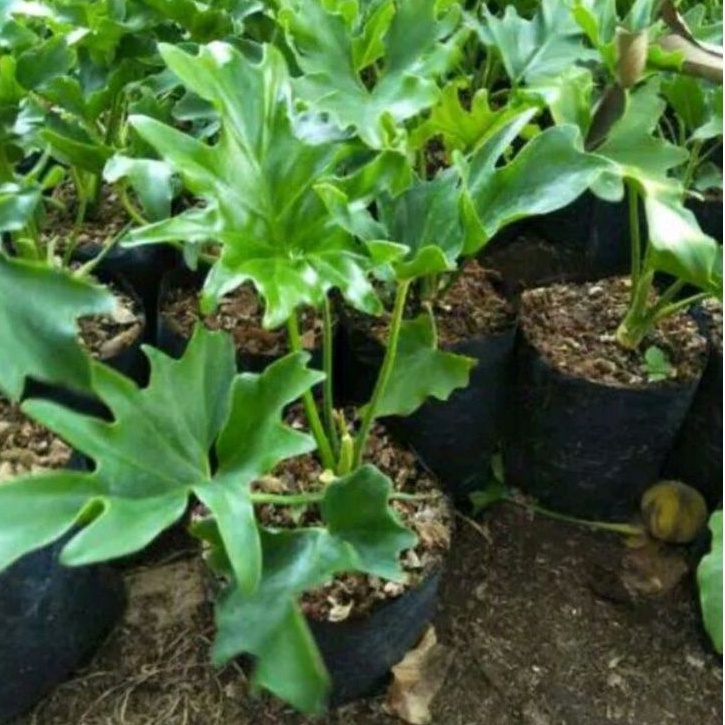 Jual Tanaman hias Philodendron Selum pilo dendrum Jari tanaman hias ...