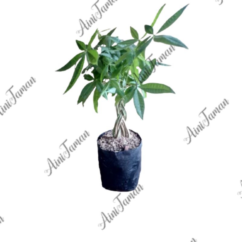 Jual Bibit Tanaman Hias Pachira Kepang 9 - Pohon Pacira Kepang 9 ...