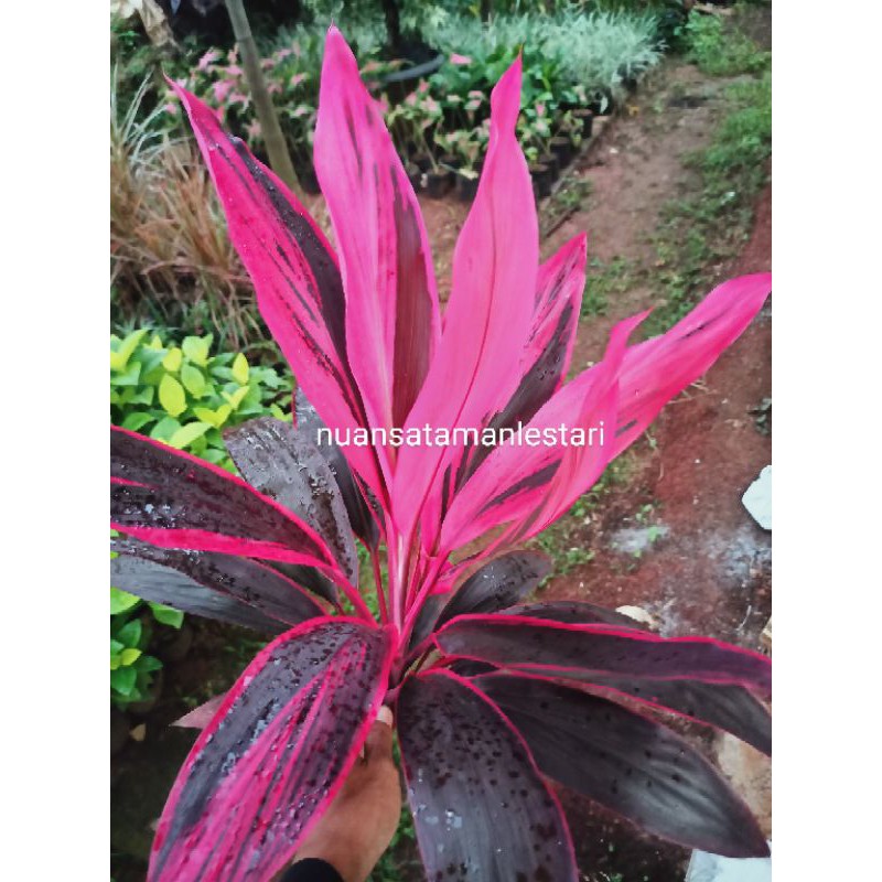 Jual Tanaman Hanjuang Merah / Pohon Hanjuang Merah | Shopee Indonesia