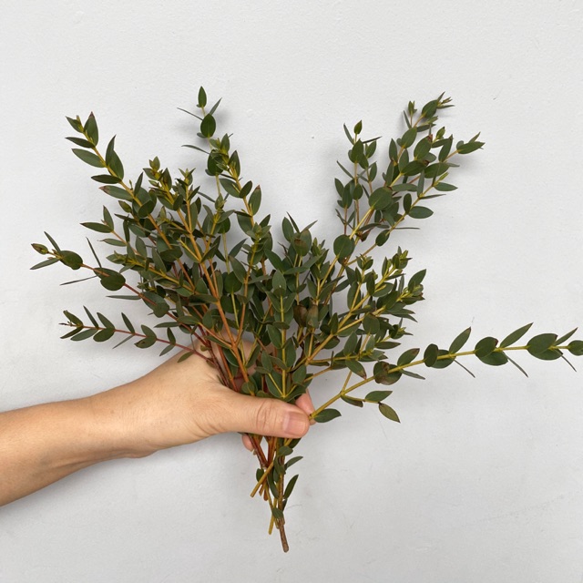 Jual 1 tangkai Dried preserved eucalyptus parvi parvioli, daun parvi ...