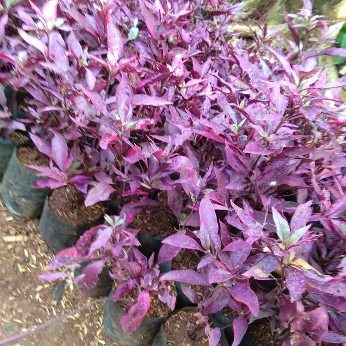 Jual Tanaman hias erpah - pohon merah Indonesia|Shopee Indonesia