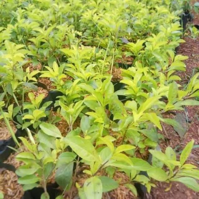 Jual Tanaman Hias Pangkas Kuning | Shopee Indonesia