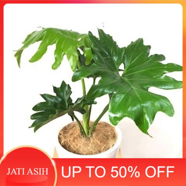 Jual Tanaman hias monstera jari - philodendron jari - tanaman indor ...