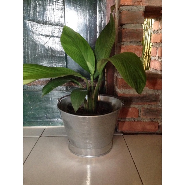 Jual Ember pot jadul dekorasi serbaguna aluminium (tidak termasuk ...