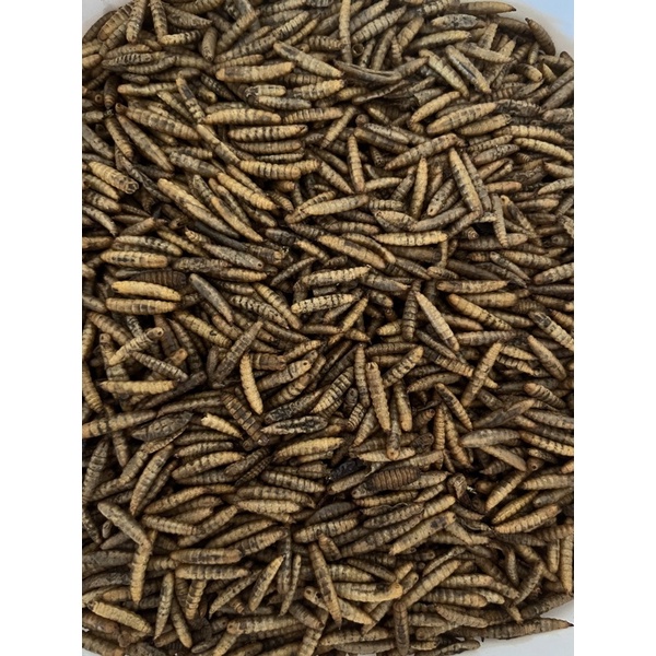 Jual maggot magot ulat kering dried protein koi landak mini sugar ...