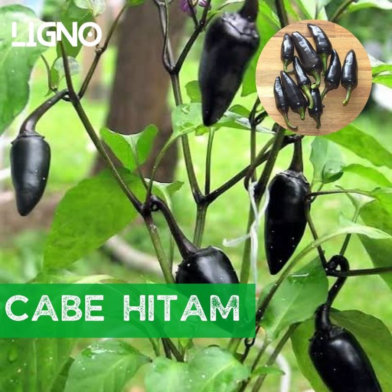 Jual Benih CABE HITAM Black Royal Pepper Biji Cabai | Shopee Indonesia